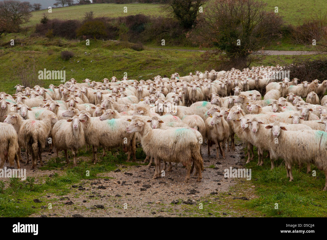 Sardinian sheep in Pattada outskirt Stock Photo - Alamy