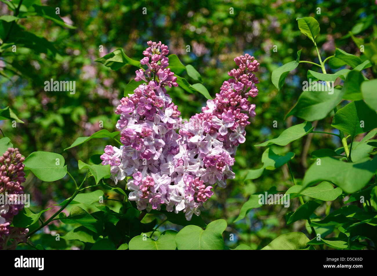Flowering panicle hi-res stock photography and images - Alamy