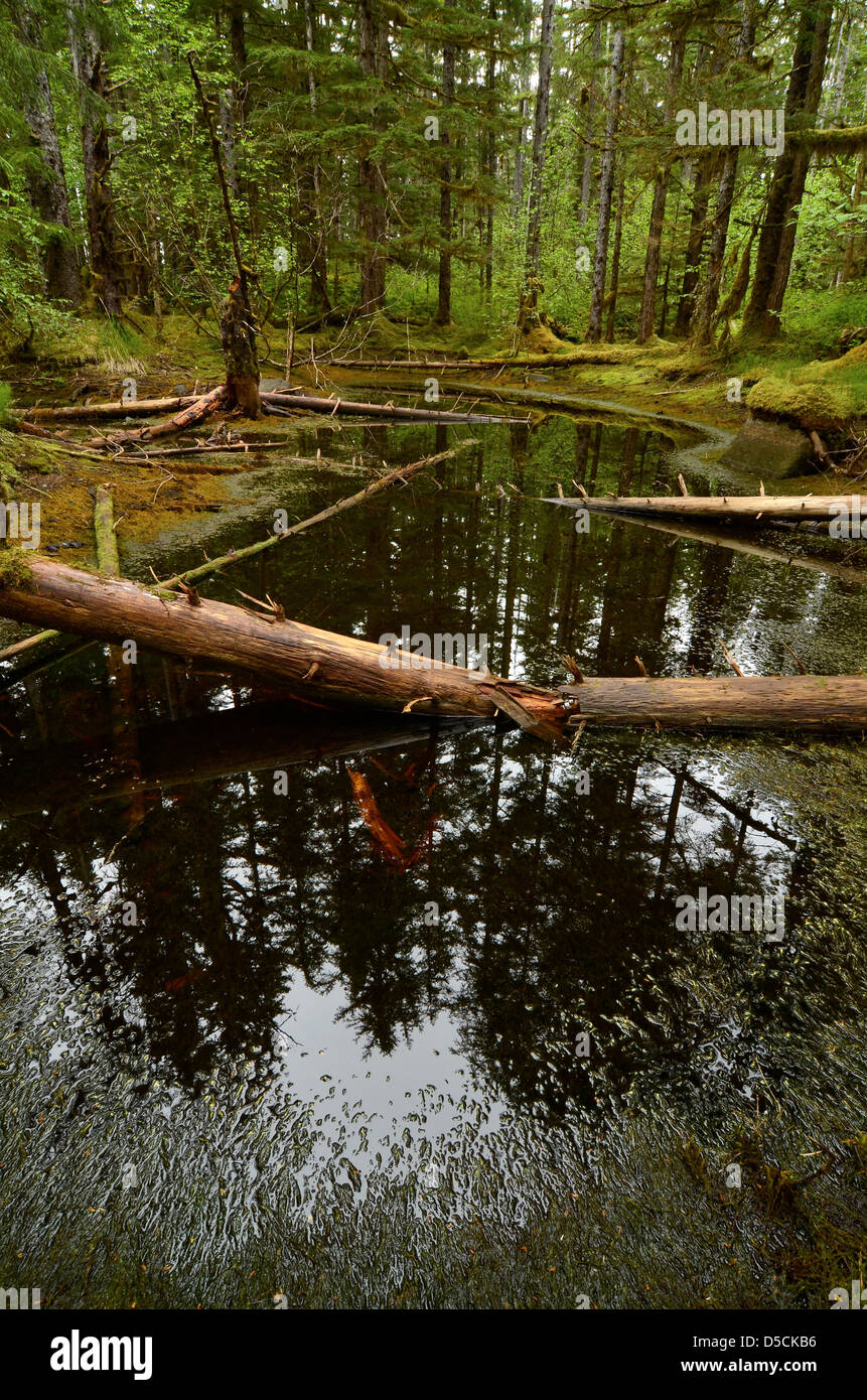 Forest pond, Glacier Bay National Park, Alaska Stock Photo - Alamy