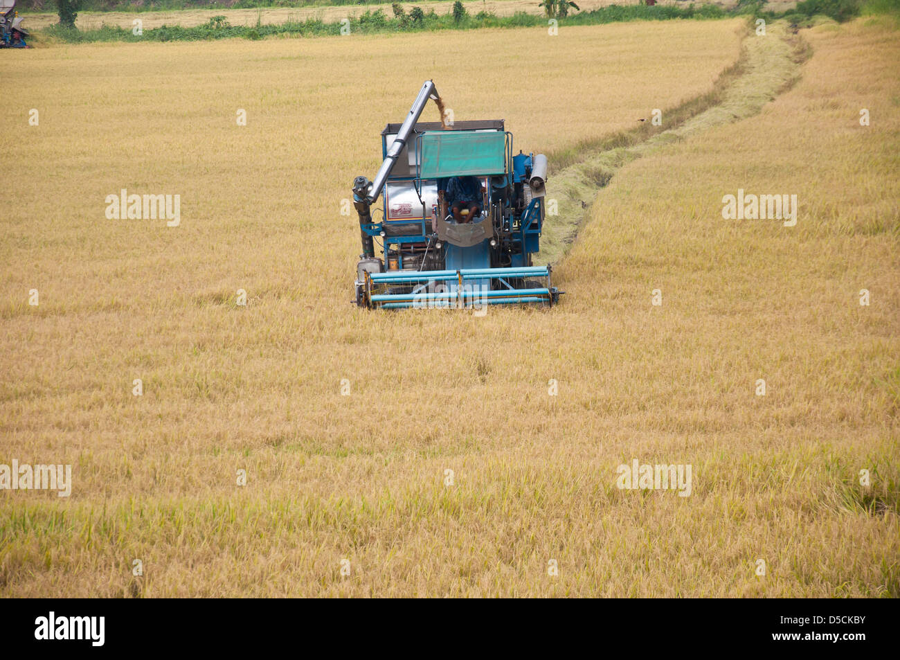 Rice cutting machine hi-res stock photography and images - Alamy