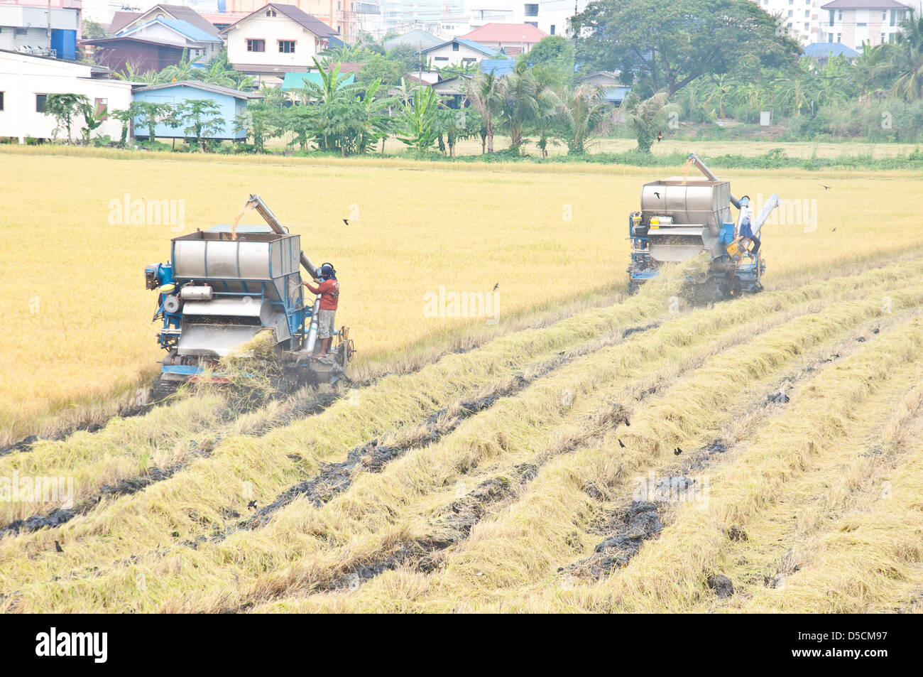 Farmer in rice field hi-res stock photography and images - Alamy