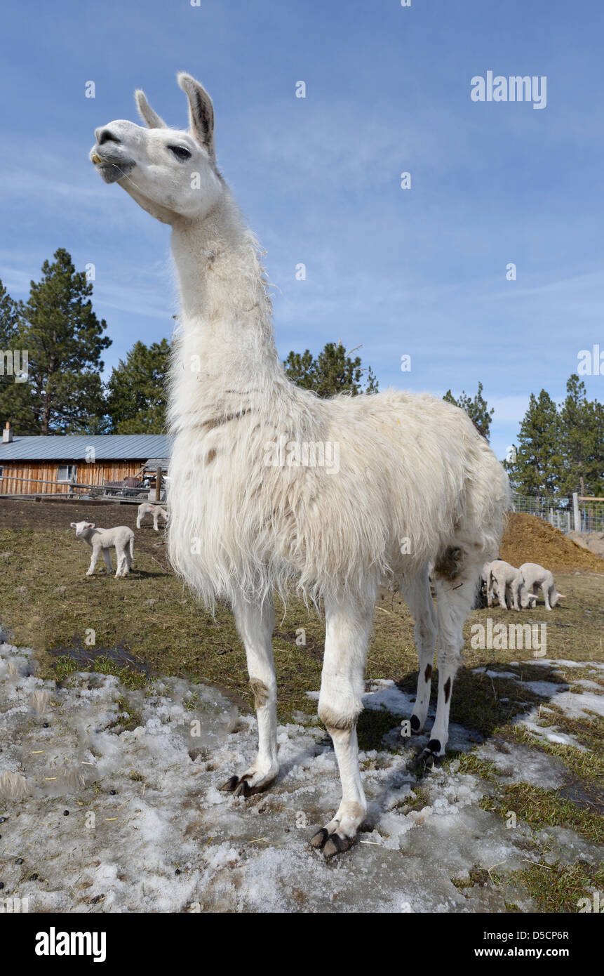 Lllama guarding young sheep on a ranch in Oregon's Wallowa Valley Stock ...