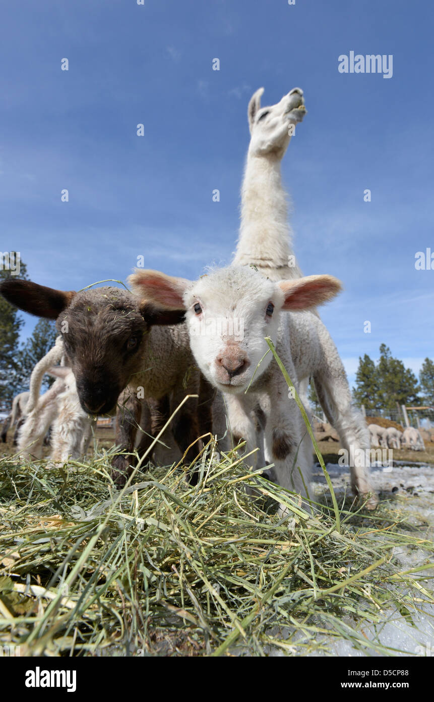Young sheep being watched over by a guard llama as they eat hay on a ...