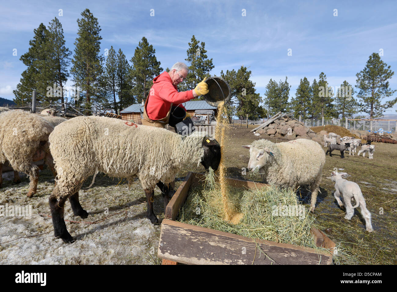 Rancher feeding grain to sheep in Oregon's Wallowa Valley Stock Photo ...