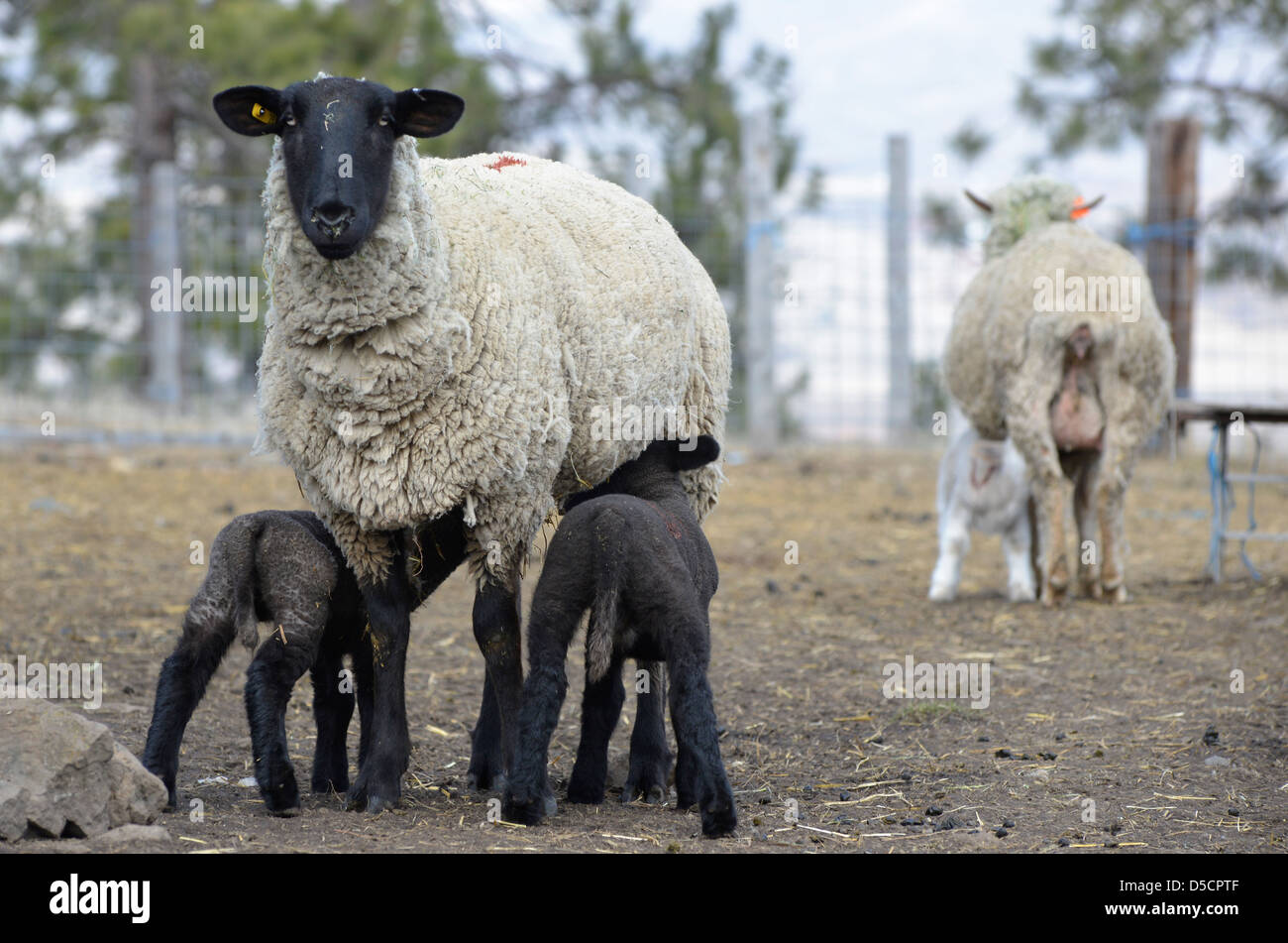 Ewes valley hi-res stock photography and images - Alamy