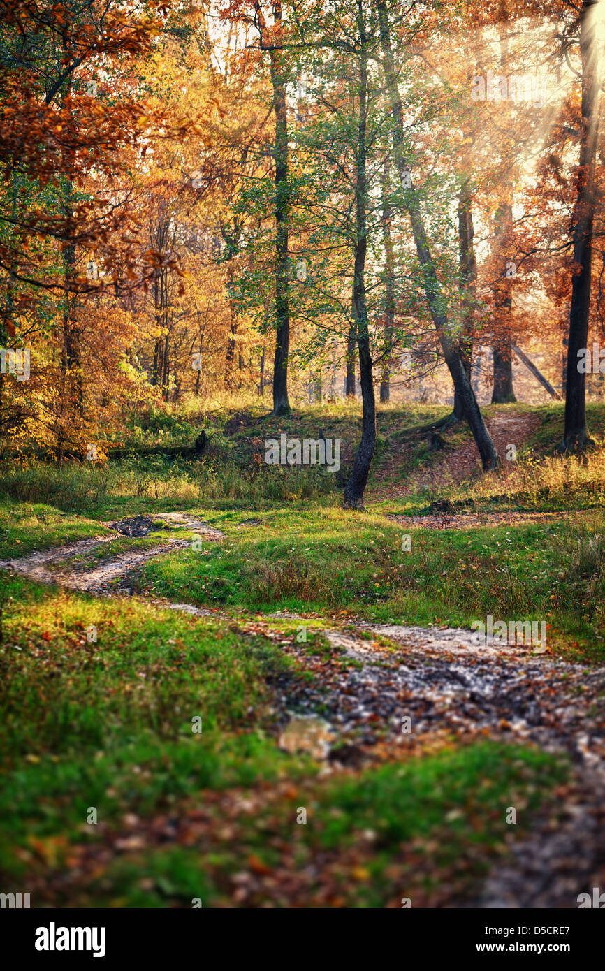 Morning in autumnal forest hi-res stock photography and images - Alamy