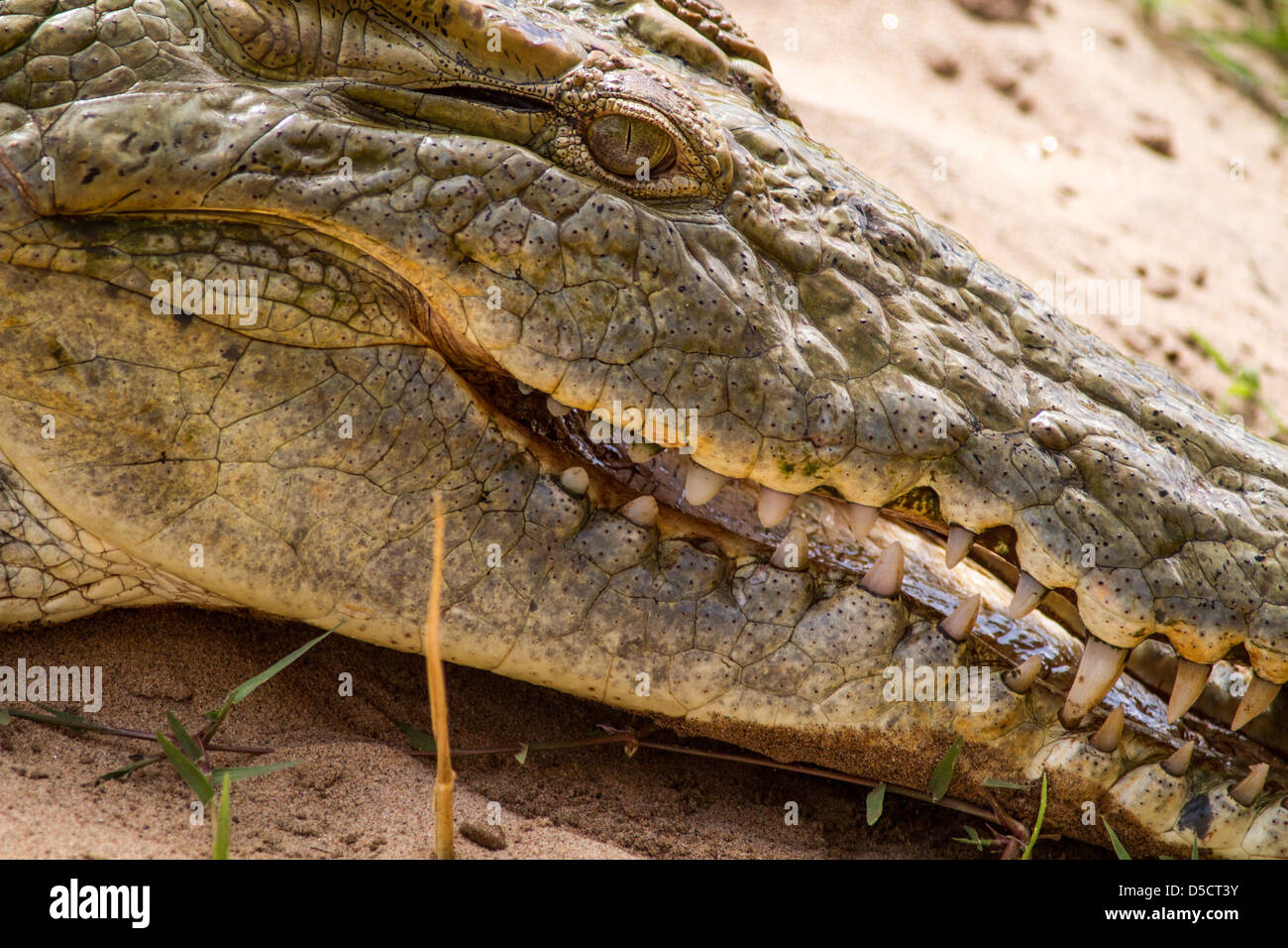Crocodile side view hi-res stock photography and images - Alamy
