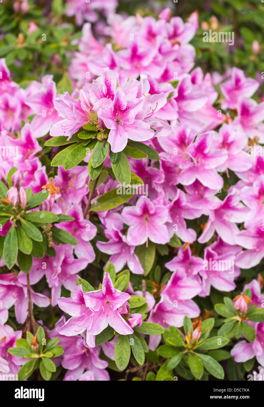 Beautiful spring flowers in bloom Stock Photo - Alamy