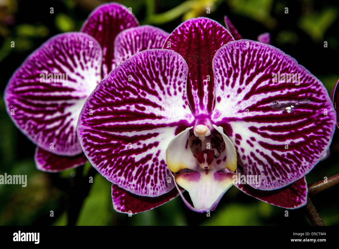 Phalaenopsis orchid close up Stock Photo - Alamy