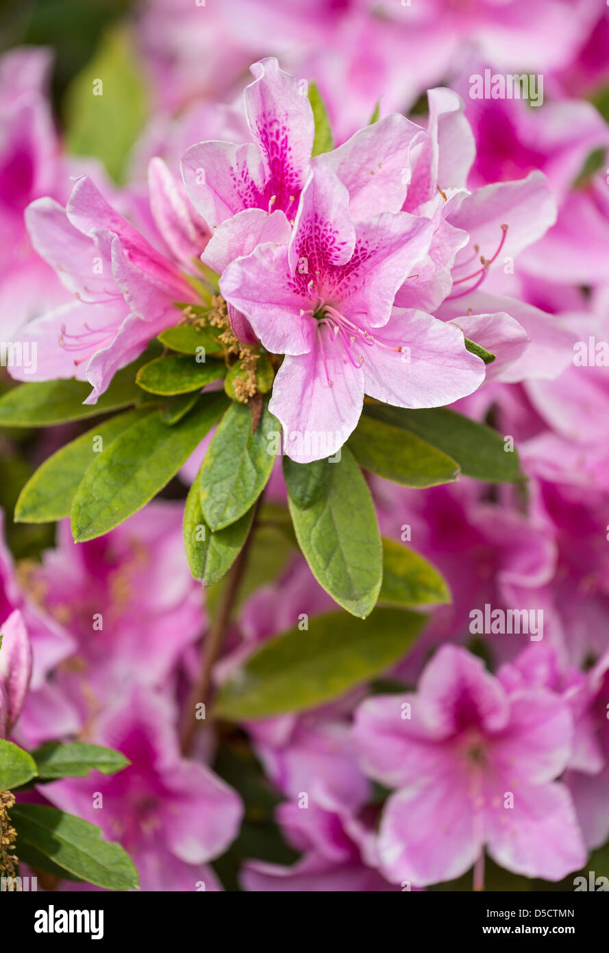 Vibrant bloom hi-res stock photography and images - Alamy