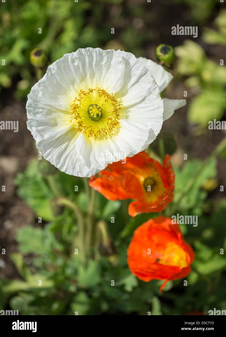 Beautiful spring flowers in bloom Stock Photo - Alamy