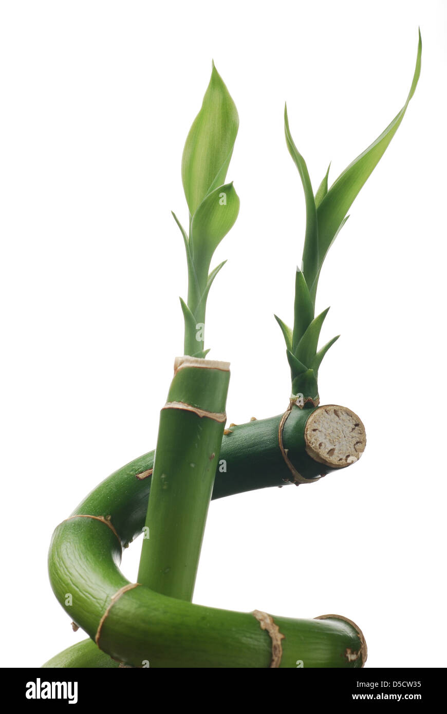 Nature bamboo on white background Stock Photo - Alamy