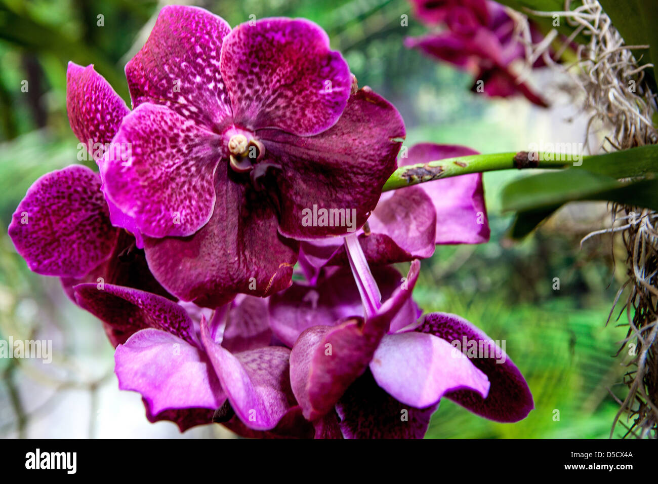 Phalaenopsis orchid red flowers Moth orchids roots Stock Photo - Alamy