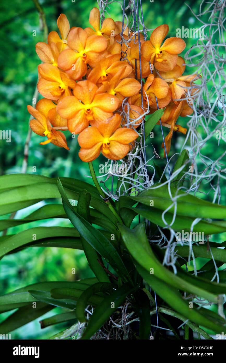 Orange orchid flowers hi-res stock photography and images - Alamy