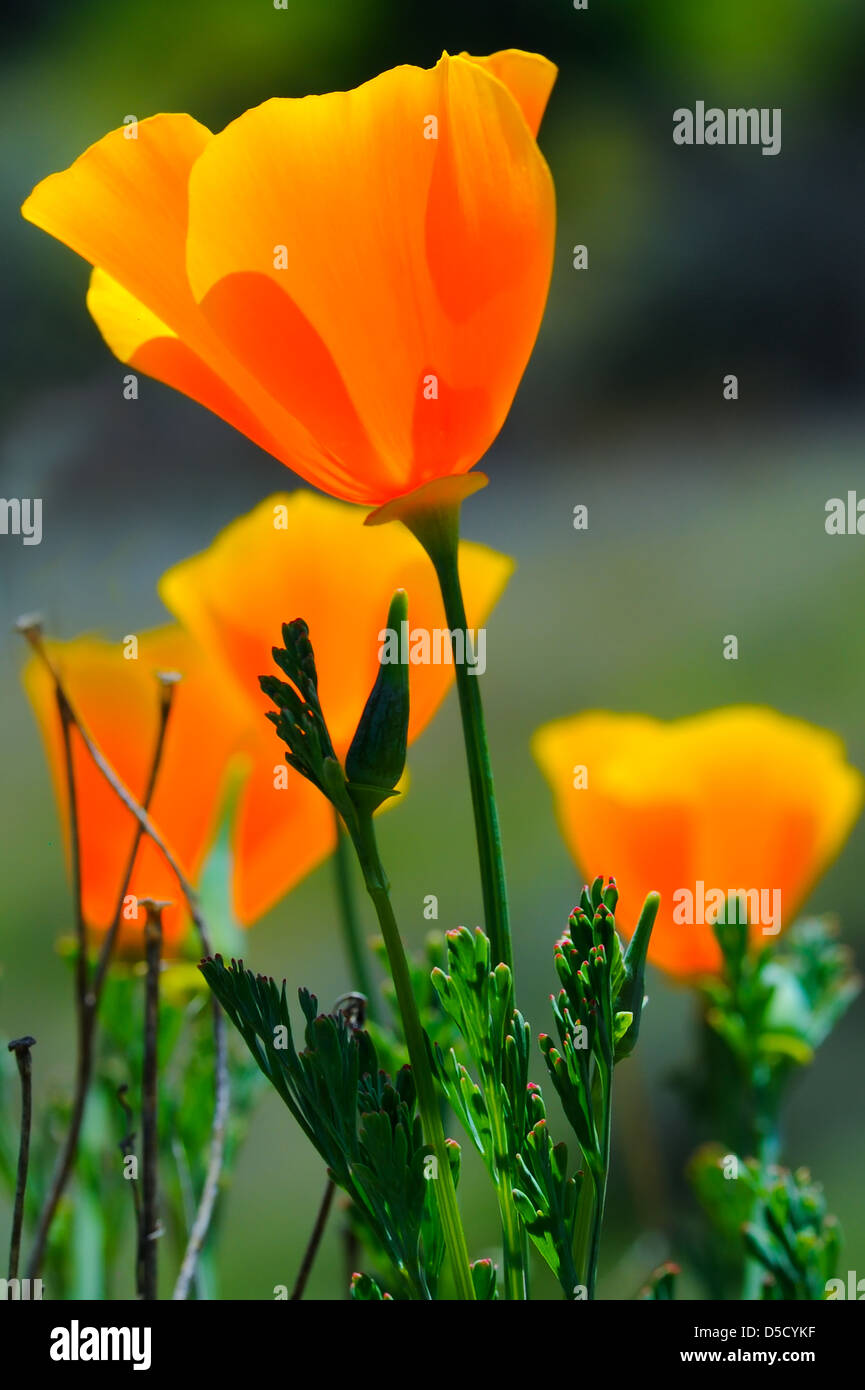 California poppy hi-res stock photography and images - Alamy