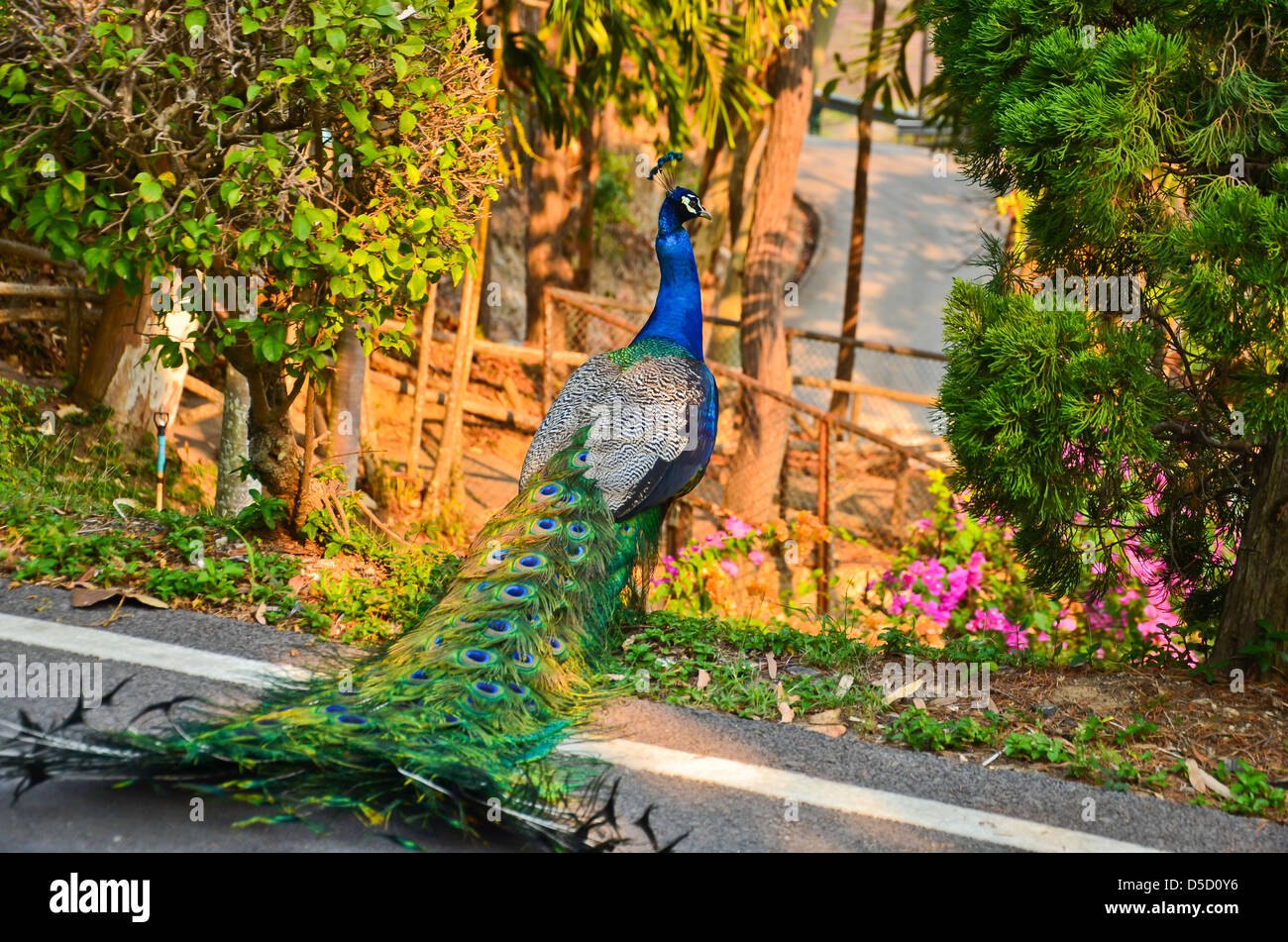 Peacock pets hi-res stock photography and images - Alamy