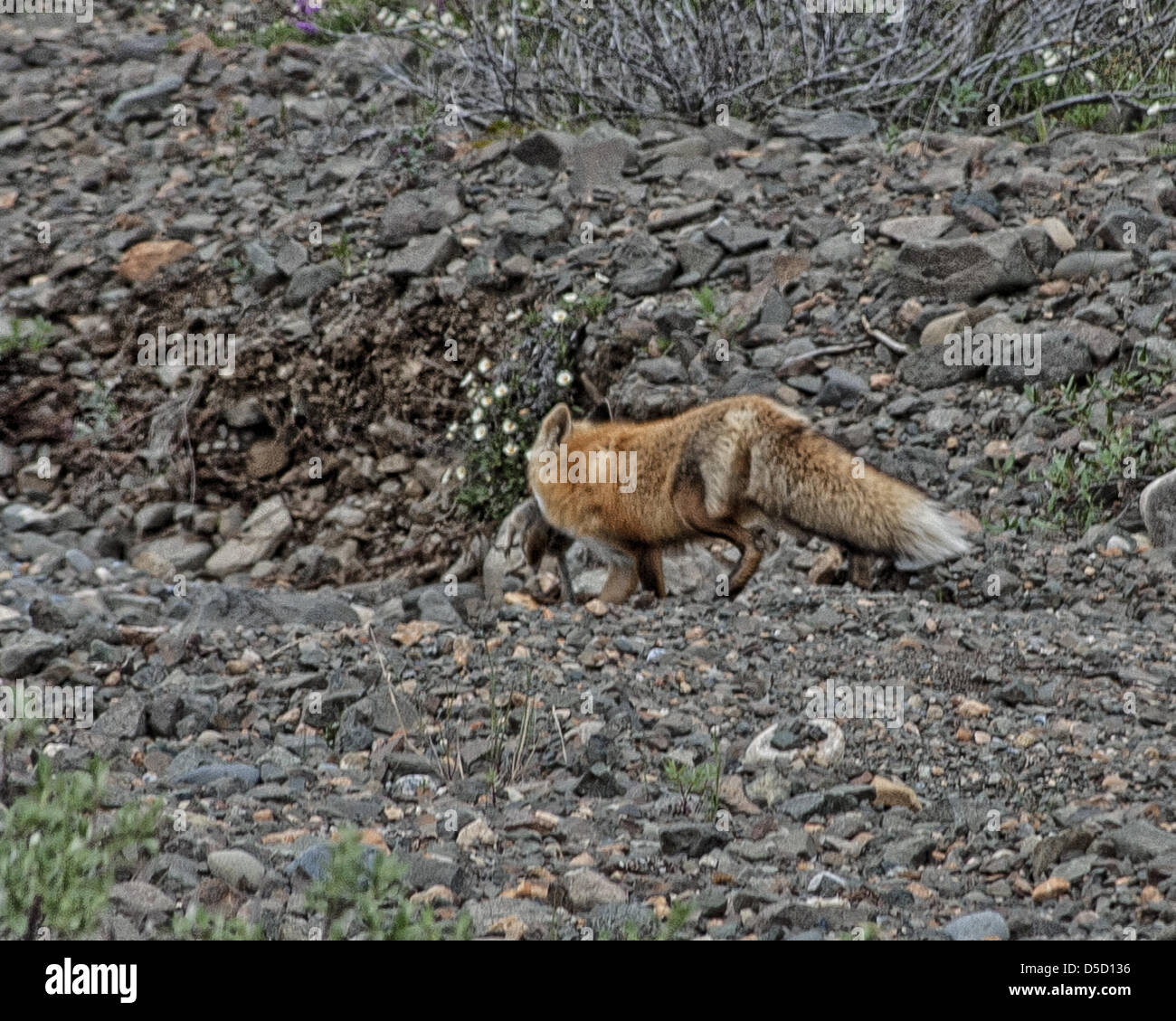 White tipped tail hi-res stock photography and images - Alamy