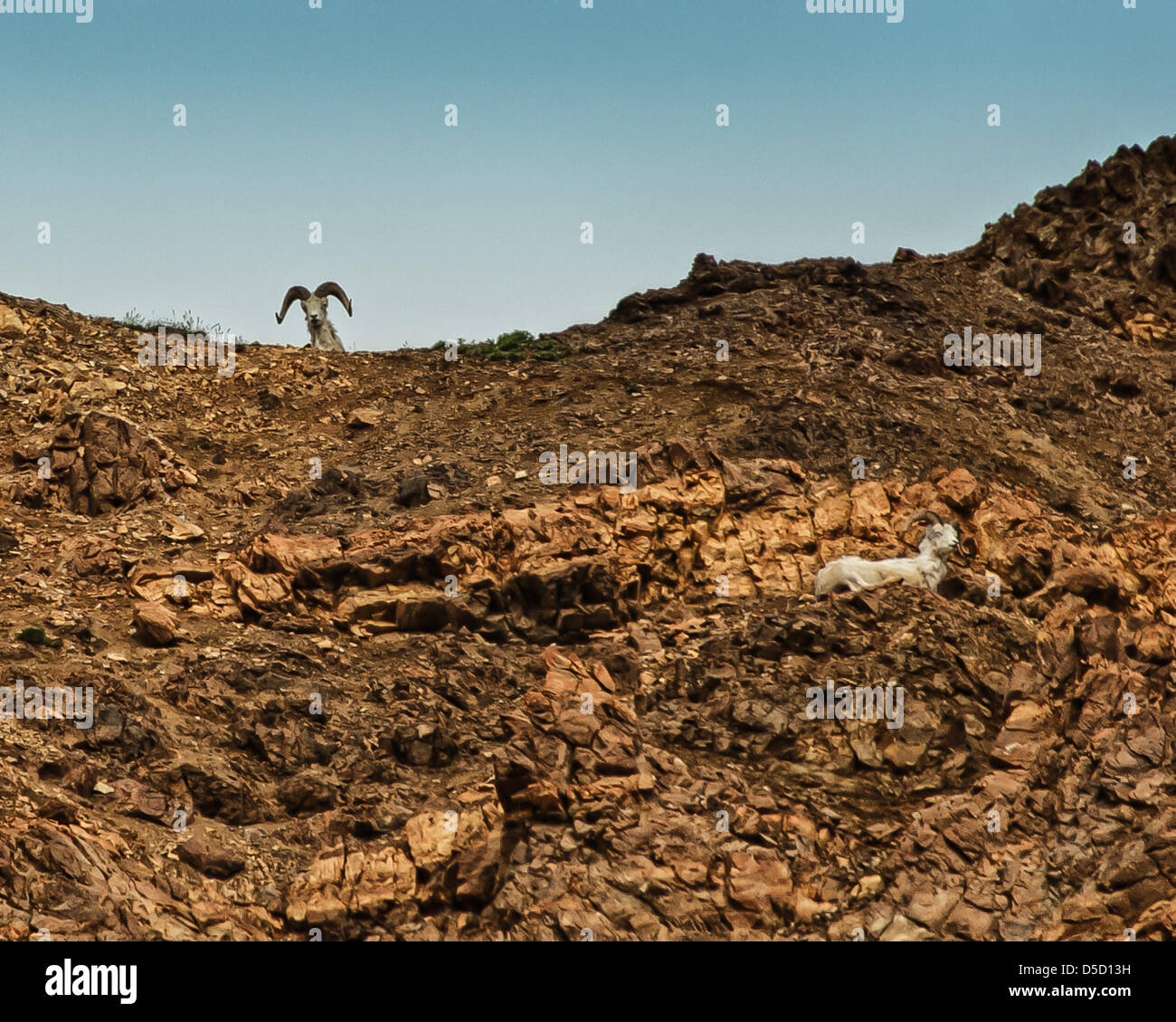 Ovis dali dali hi-res stock photography and images - Alamy