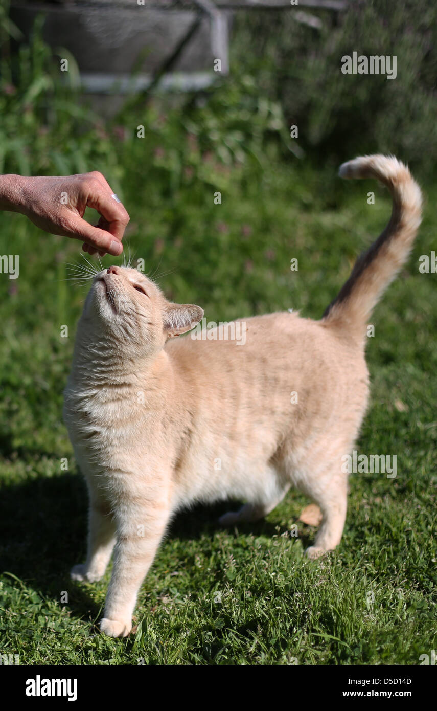 Smelling cat hi-res stock photography and images - Alamy