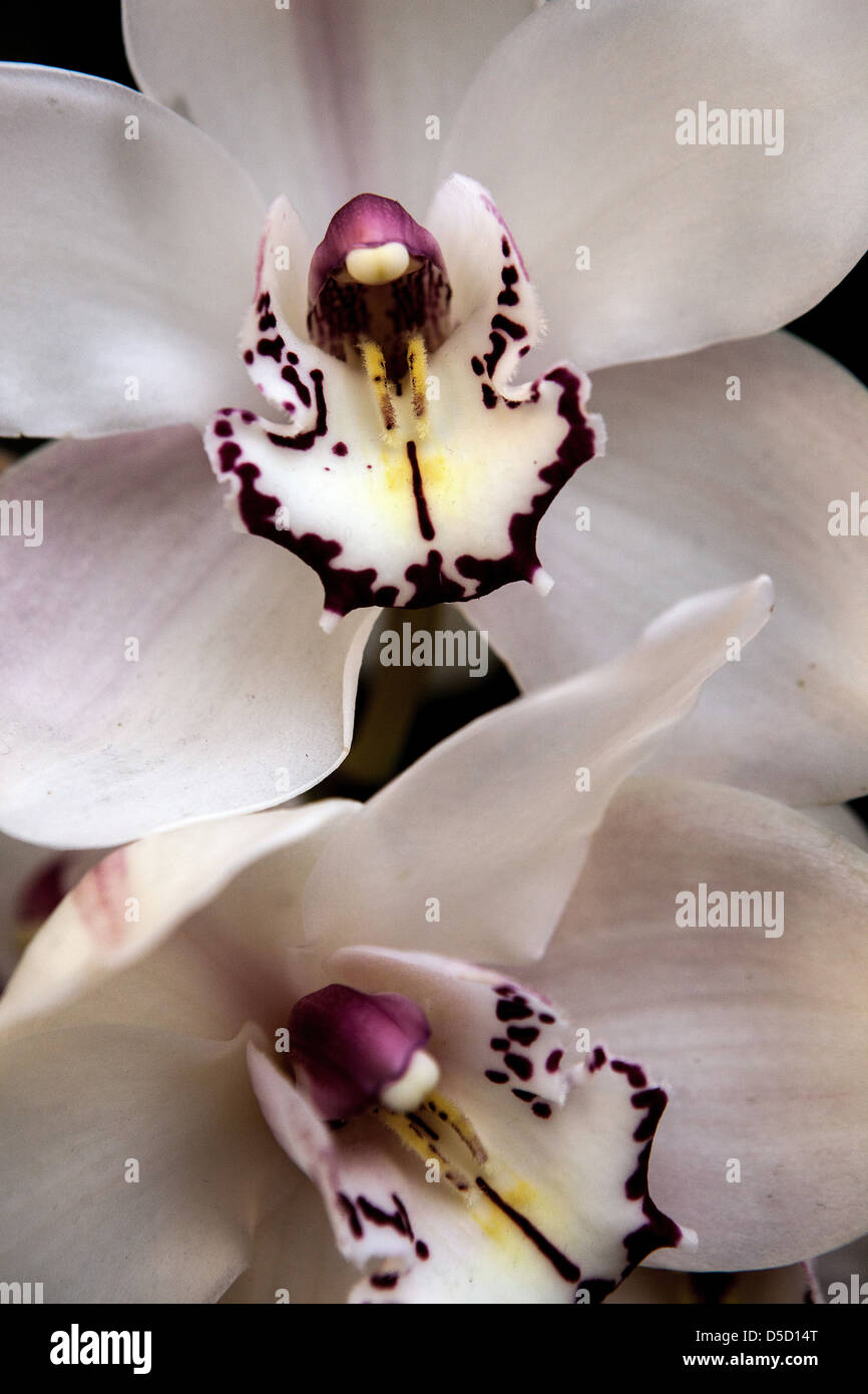 Orchid flowers, petals, blooming Stock Photo - Alamy
