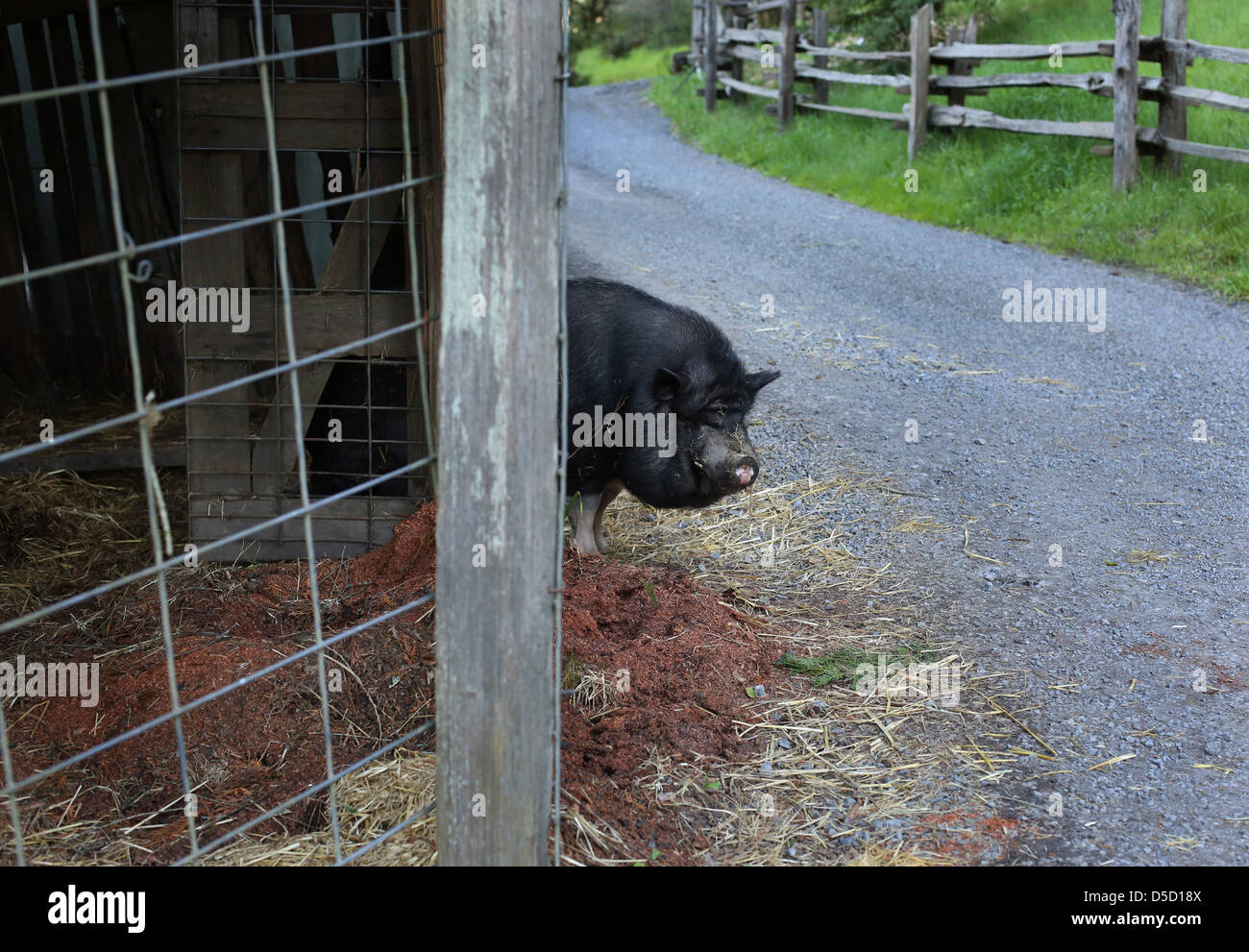 Peeking pig hi-res stock photography and images - Alamy