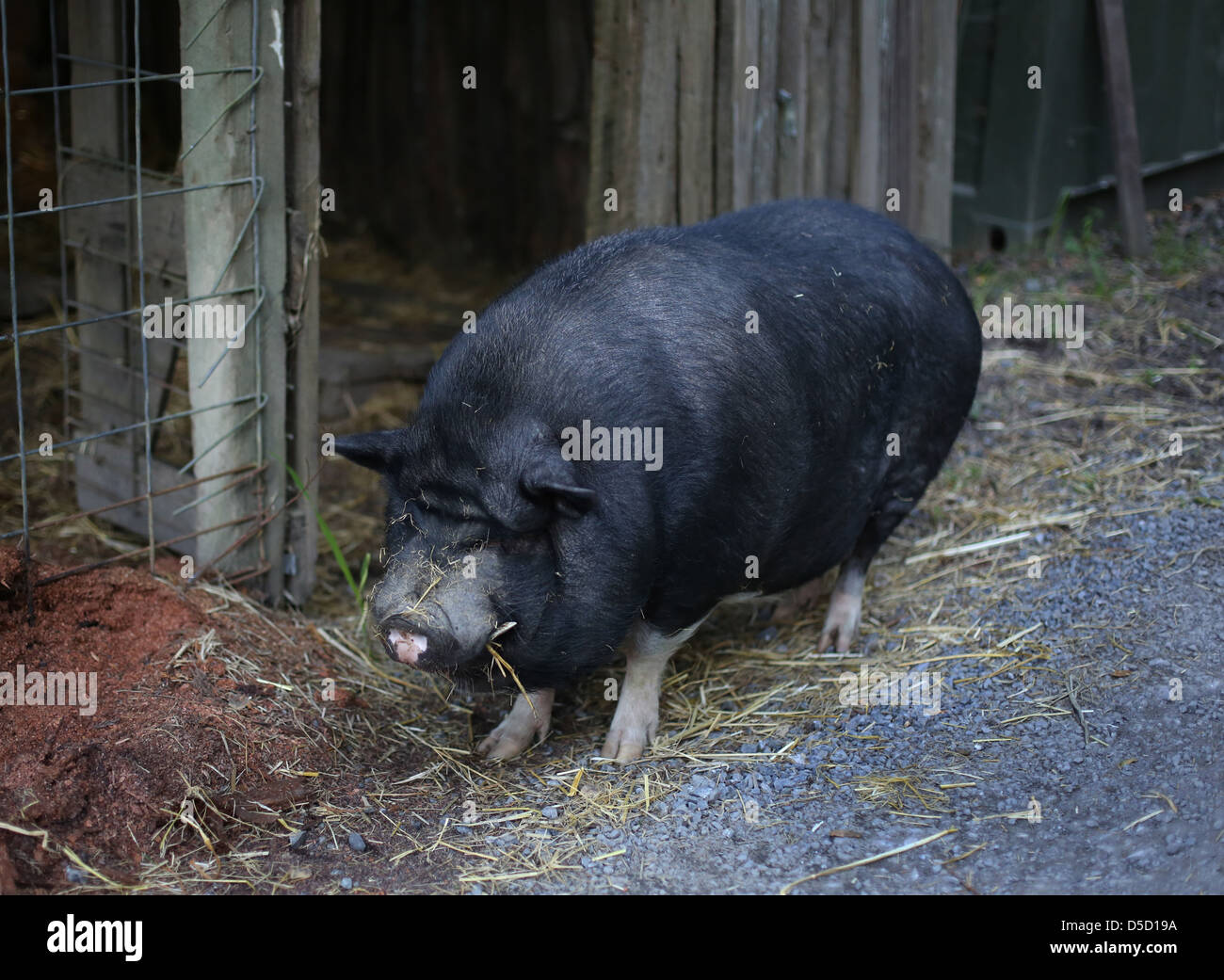Large black pig hi-res stock photography and images - Alamy