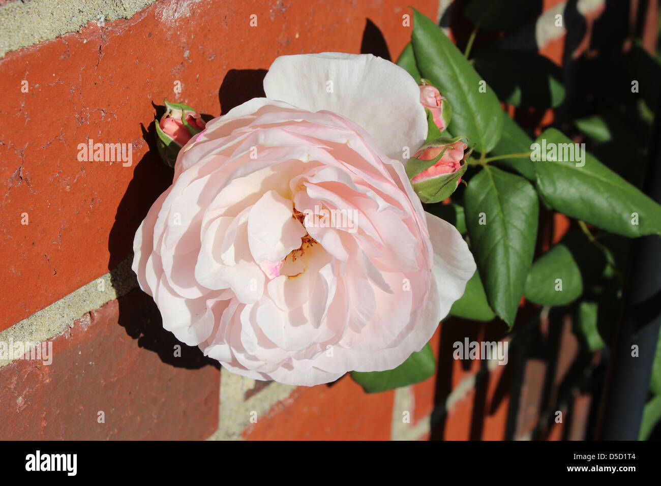 Beautiful fragrant pale pink old fashioned heritage rose blooming ...