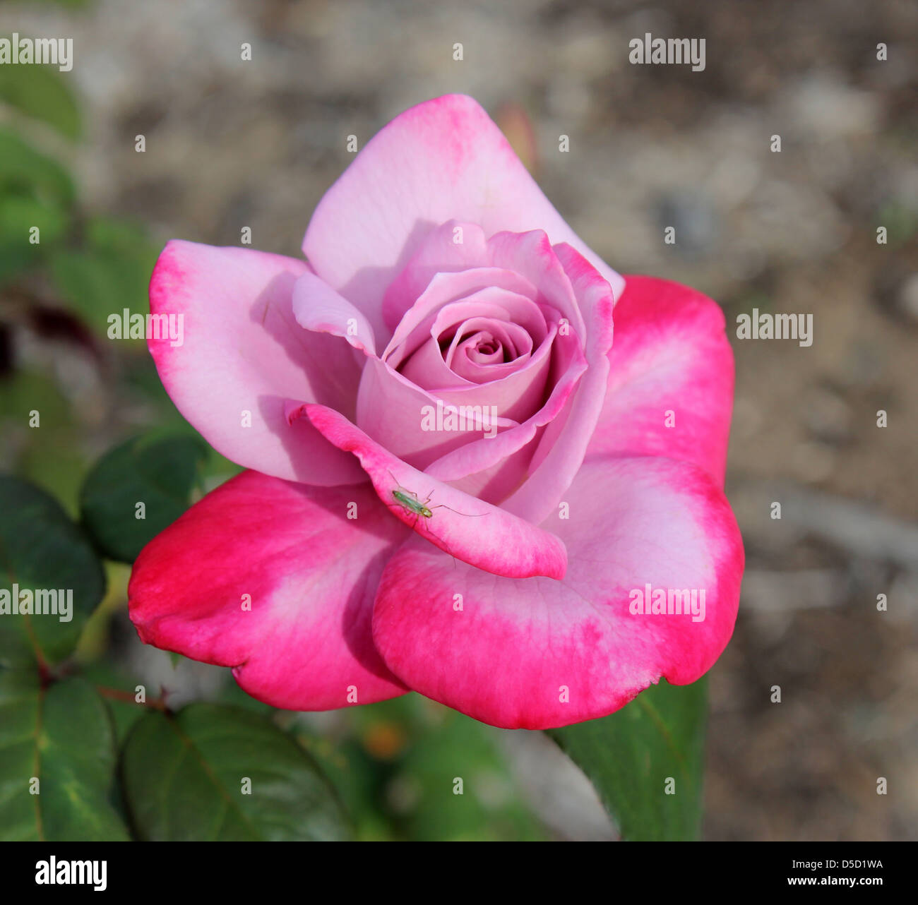 Fertiiise hi-res stock photography and images - Alamy