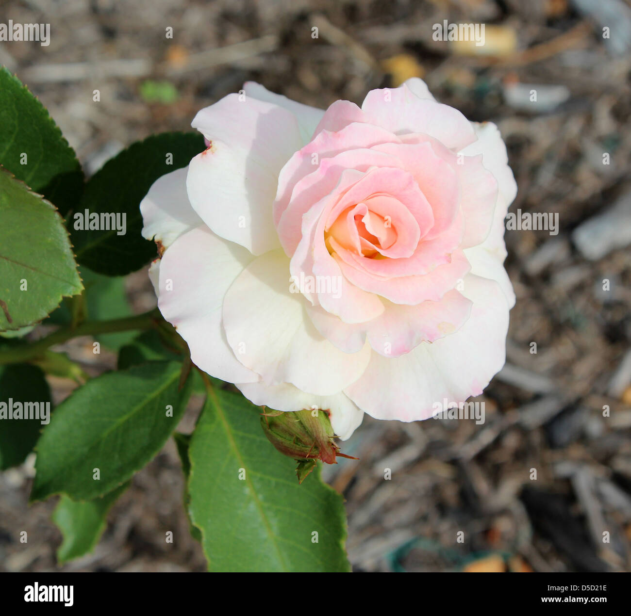 Delicate pale pink scented rose symbol of romance and love in full ...