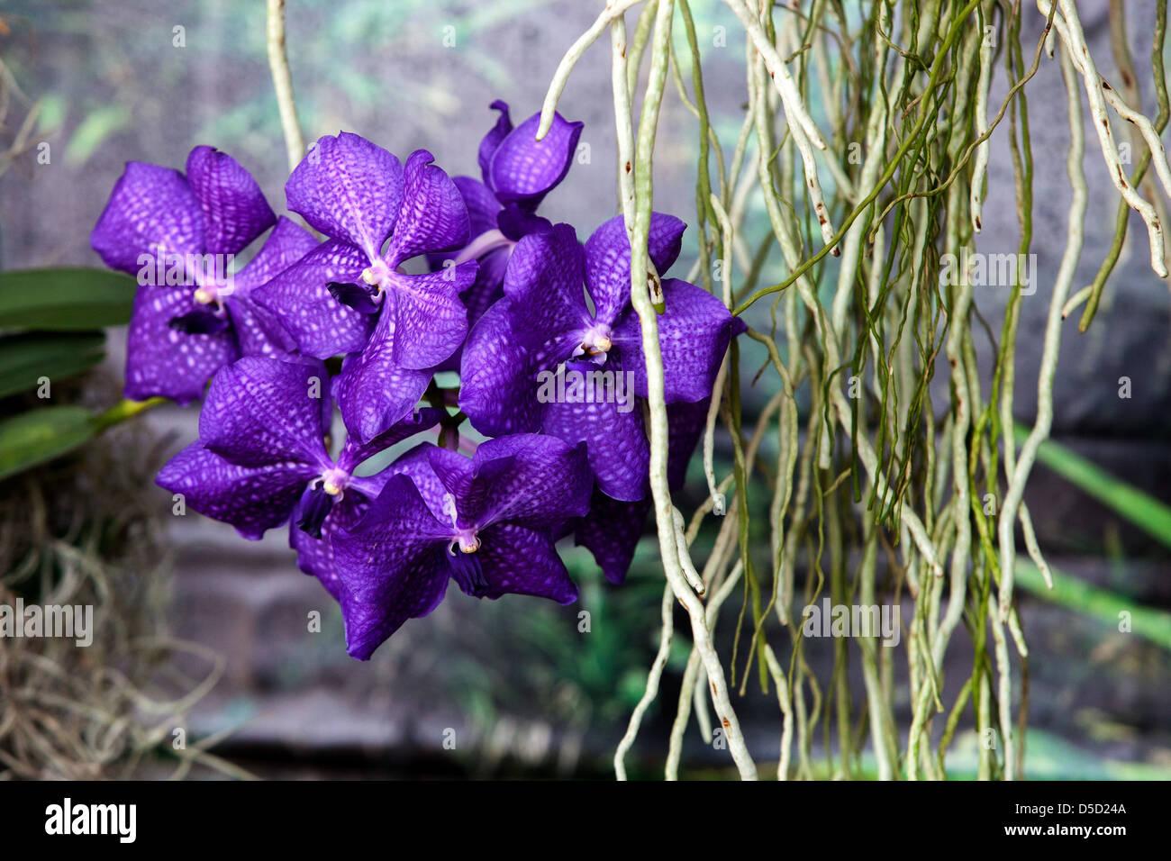 All colors of orchids hi-res stock photography and images - Alamy