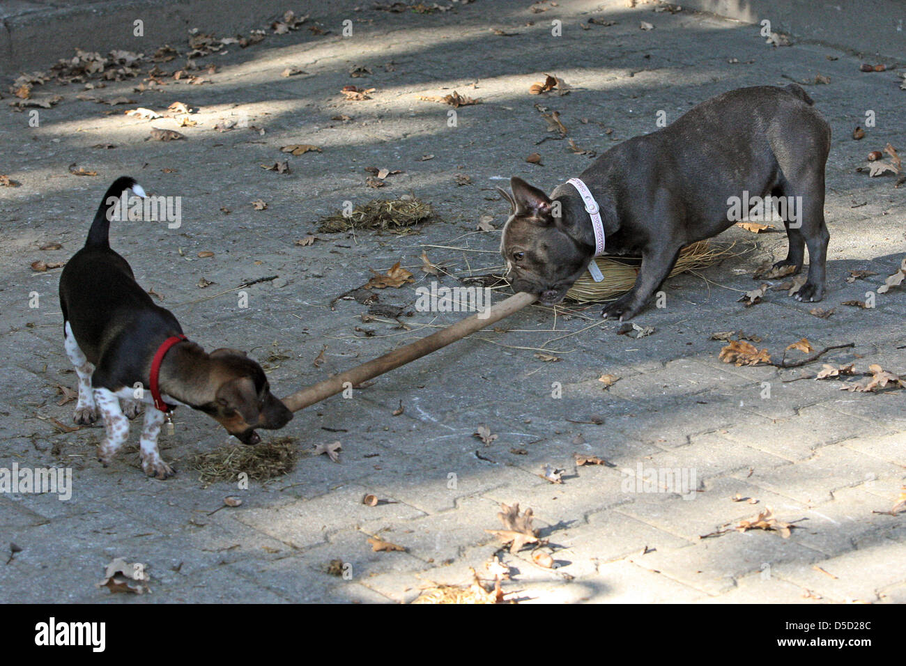 Mops and brooms hi-res stock photography and images - Alamy