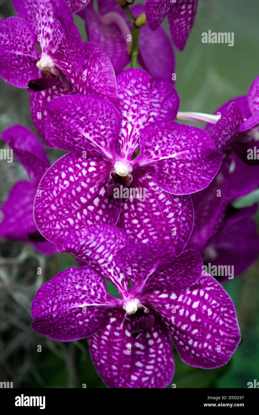 Violet orchid flowers hi-res stock photography and images - Alamy
