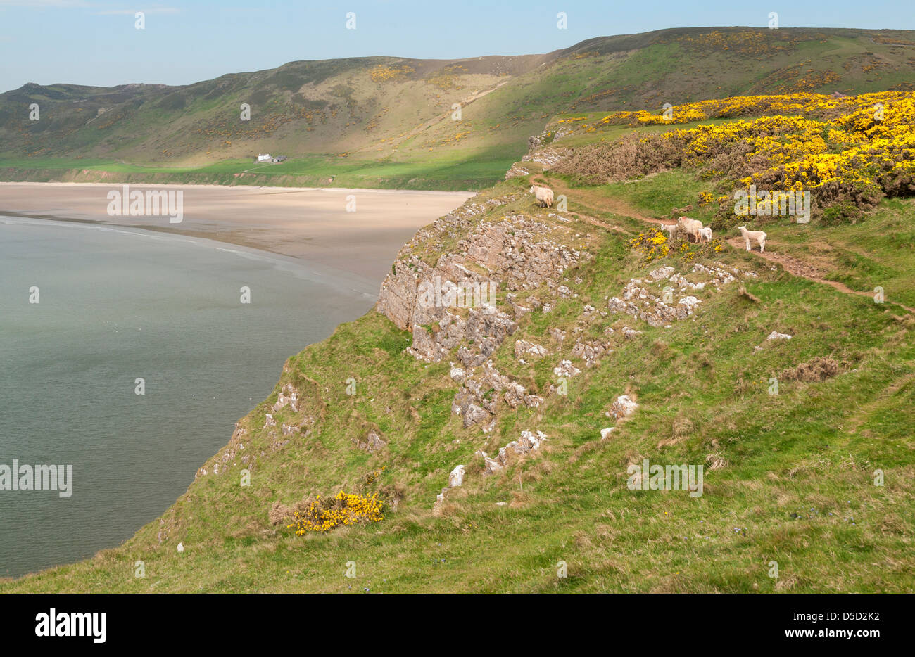 Wales, Gower Peninsula, Rhossili Bay, beach, cliffs, sheep Stock Photo ...