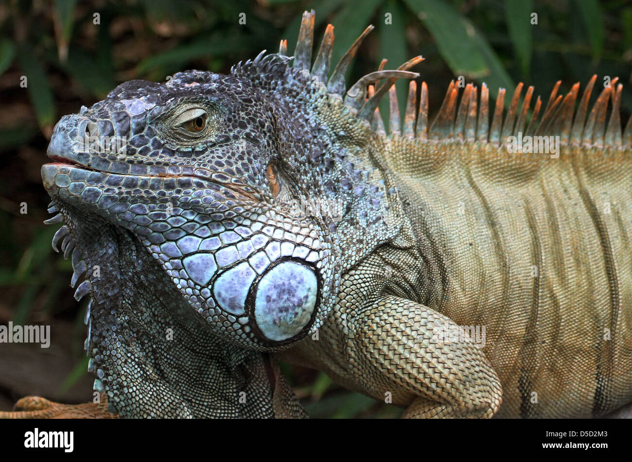 Iguana iguana rhinolopha hi-res stock photography and images - Alamy