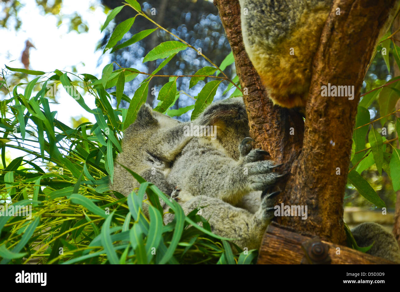 Tired koala hi-res stock photography and images - Alamy