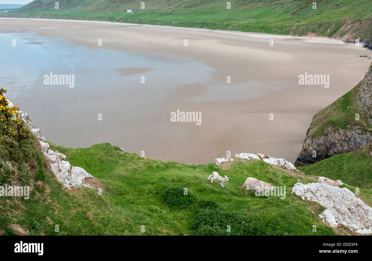 Wales, Gower Peninsula, Rhossili Bay, beach, cliffs, sheep Stock Photo ...