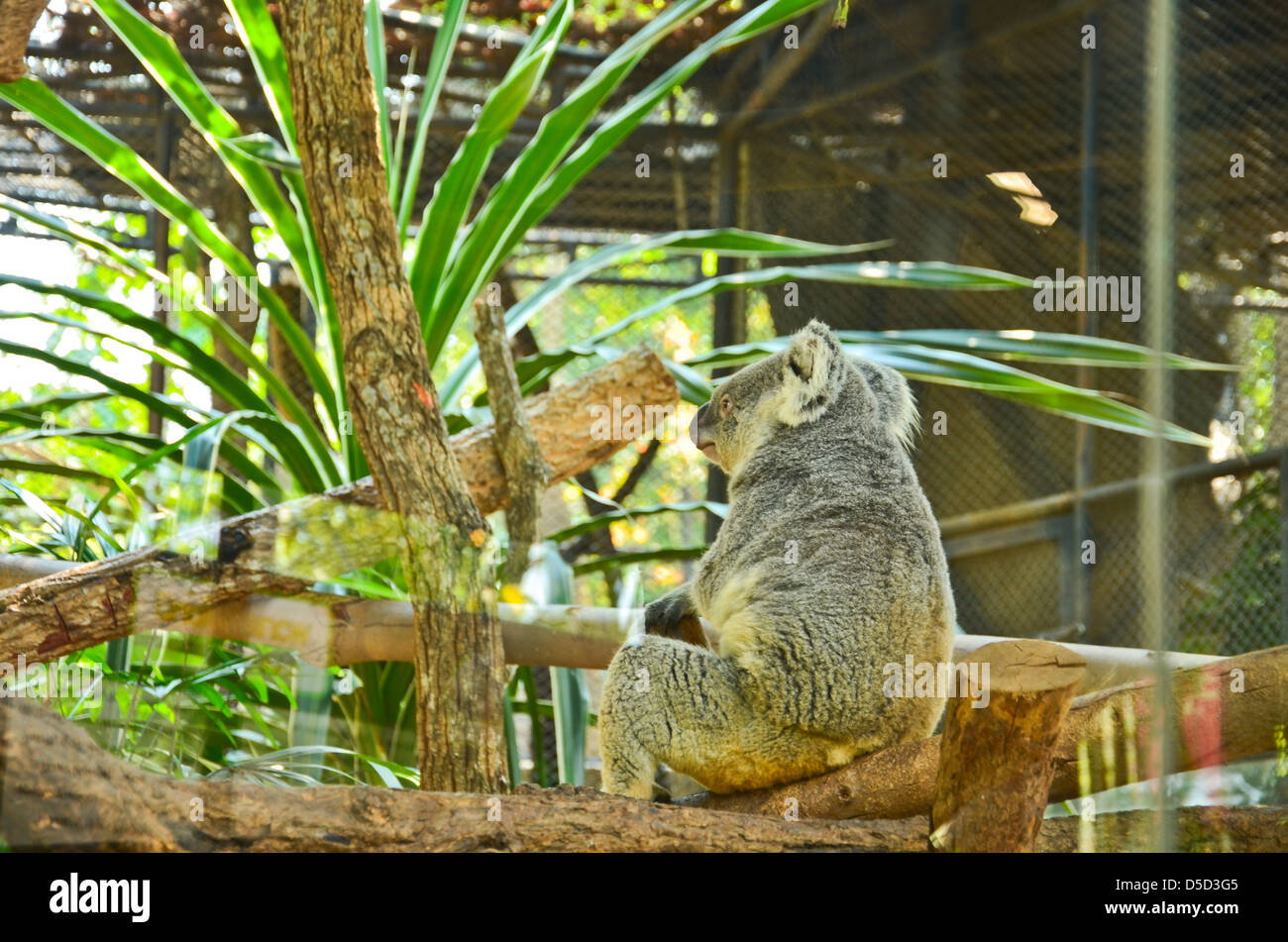 Coala hi-res stock photography and images - Alamy