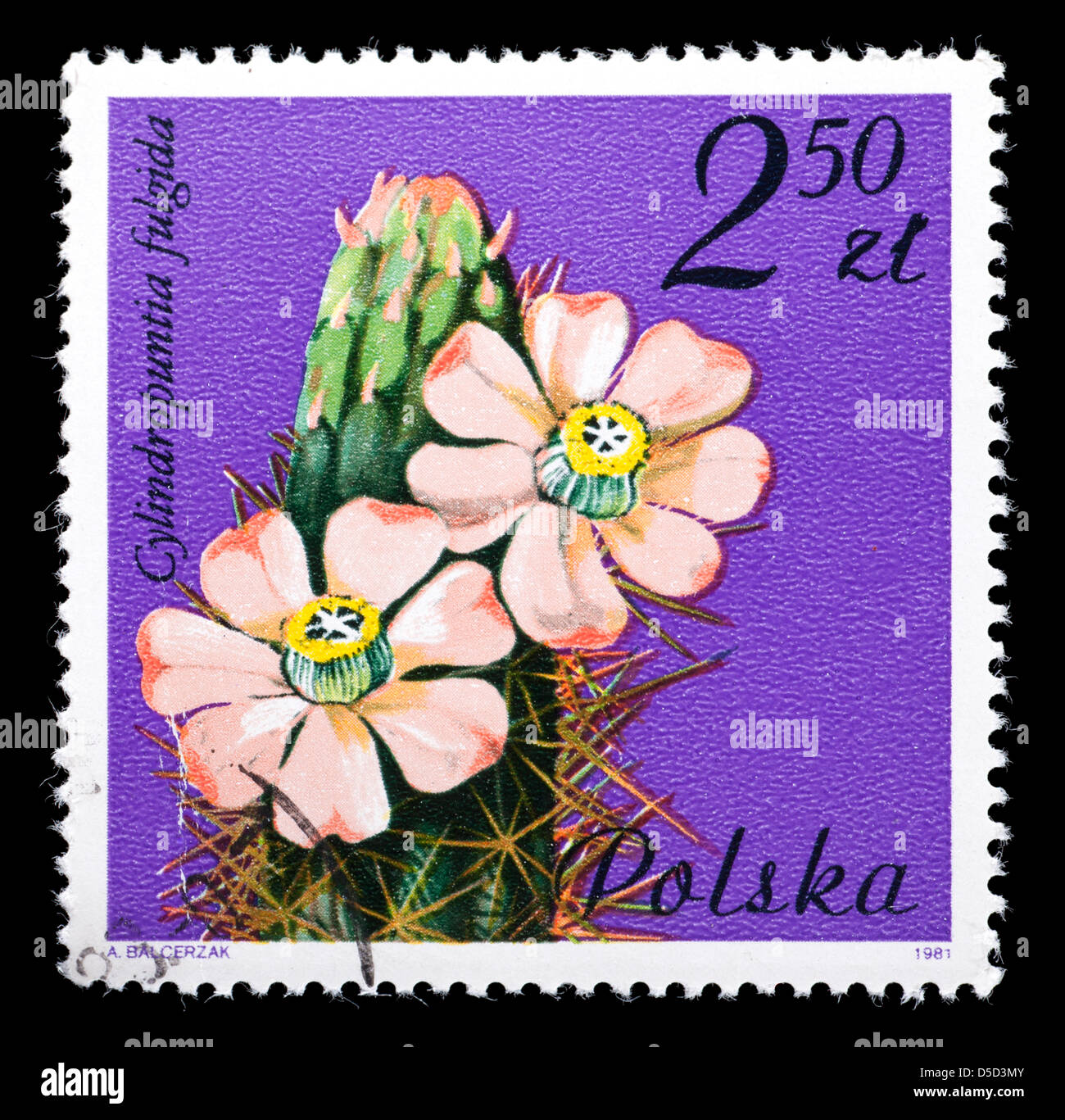 Postage stamp from Poland depicting a Jumping cholla cactus flower ...