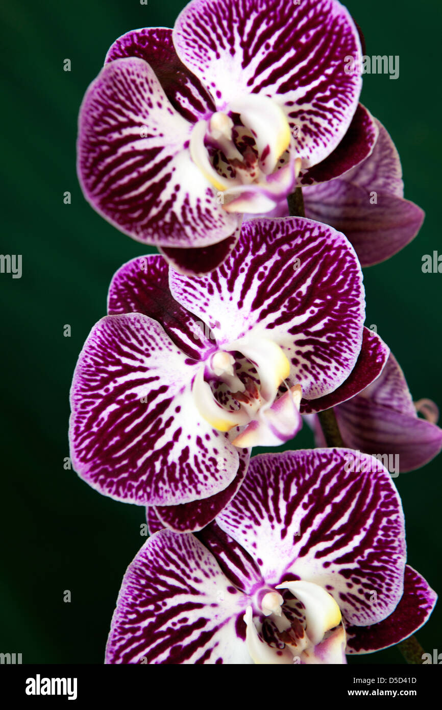 Three petal flower hi-res stock photography and images - Alamy