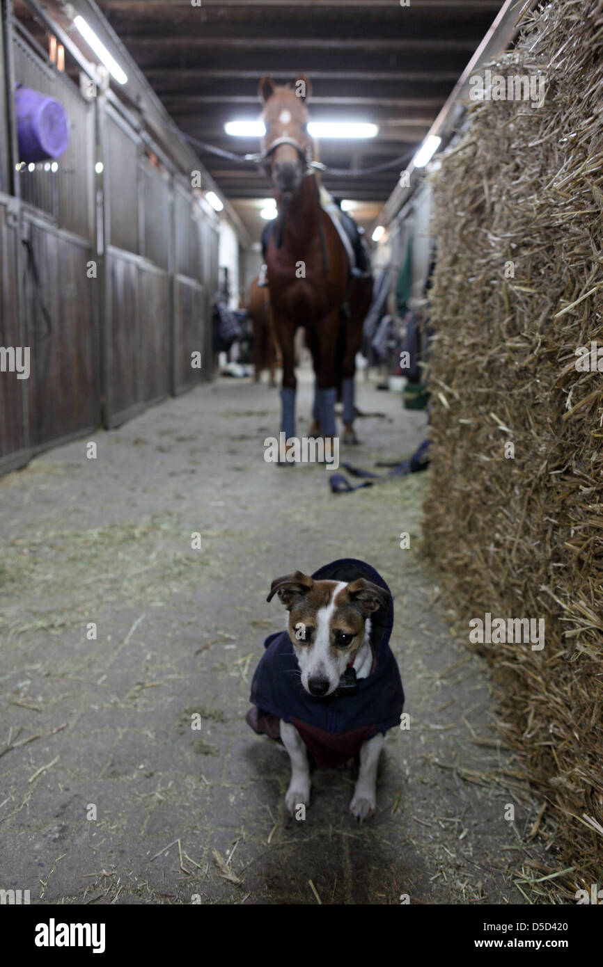 Berlin, Germany, horse and dog in the barn aisle of a horse stable ...