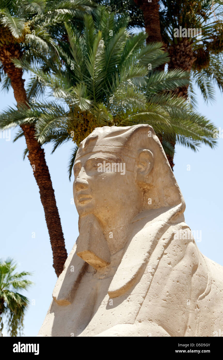 Egypt palm trees hi-res stock photography and images - Alamy