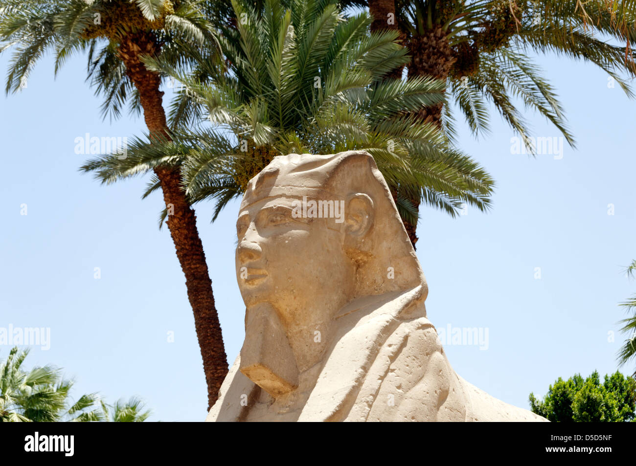 Egypt palm trees hi-res stock photography and images - Alamy