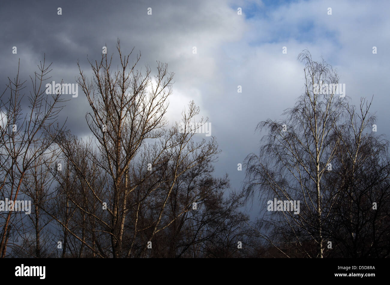top trees without leaves against cloudy sky Stock Photo - Alamy