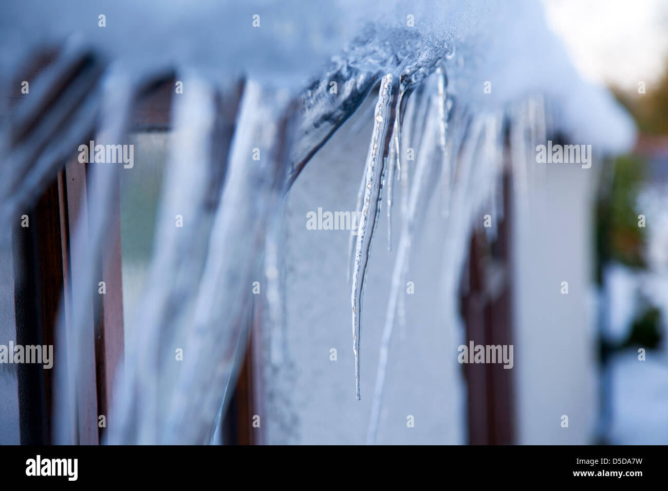 Melting roof snow falling over a gutter and melting into icicles on a ...