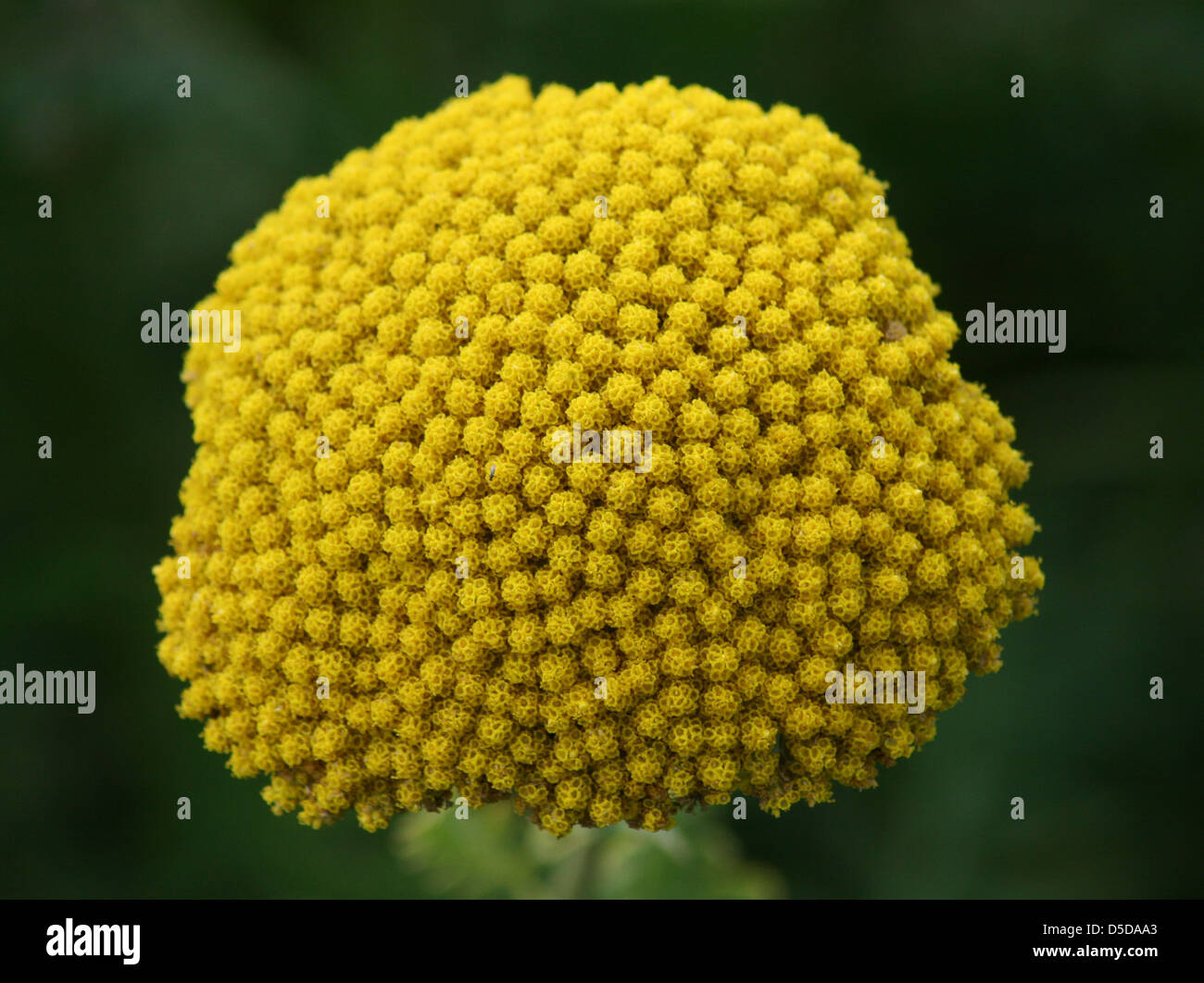 yellow-flowering Fernleaf Yarrow (Achillea filipendulina Stock Photo ...