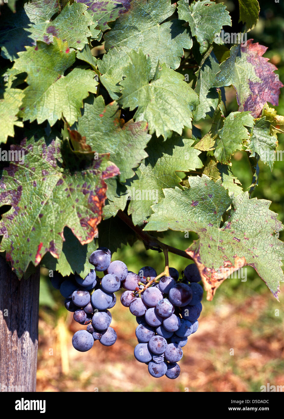Red grapes on vine near Lake Como, Lombardy, Italy, Europe Stock Photo ...