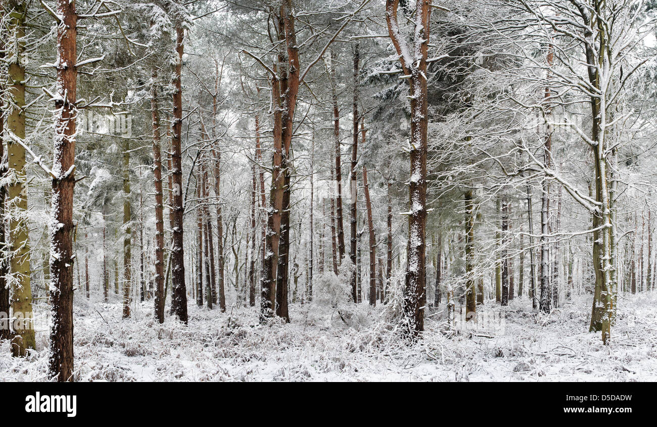 Snow covered trees hi-res stock photography and images - Alamy