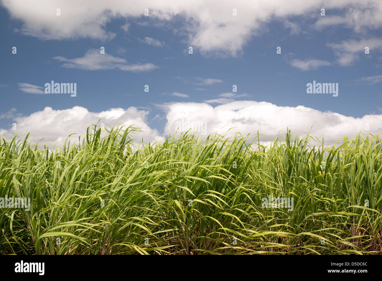sugar cane field in North Queensland, Australia Stock Photo - Alamy