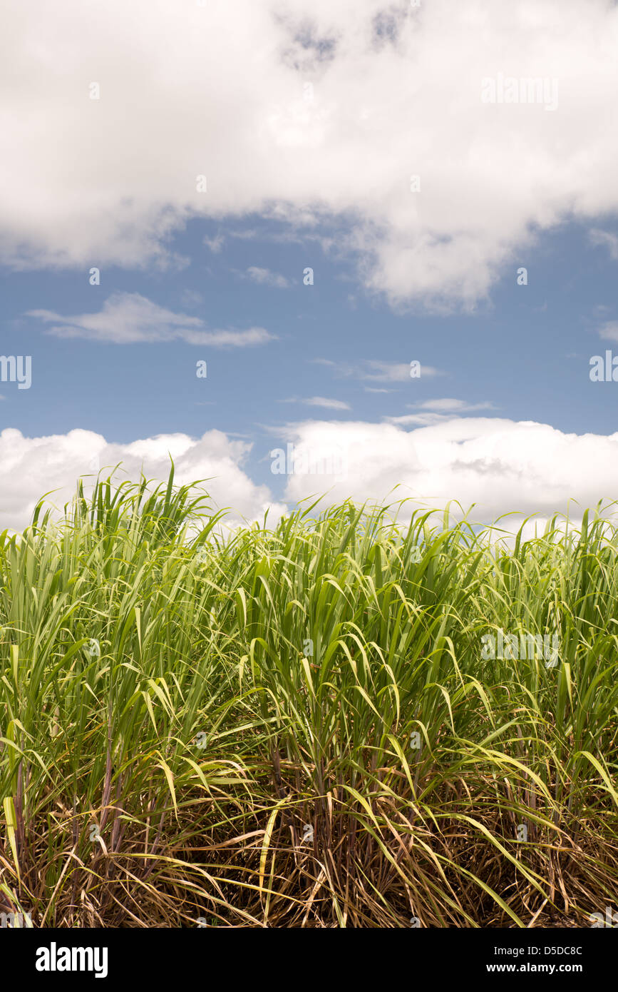 Sugar cane field north queensland hi-res stock photography and images ...