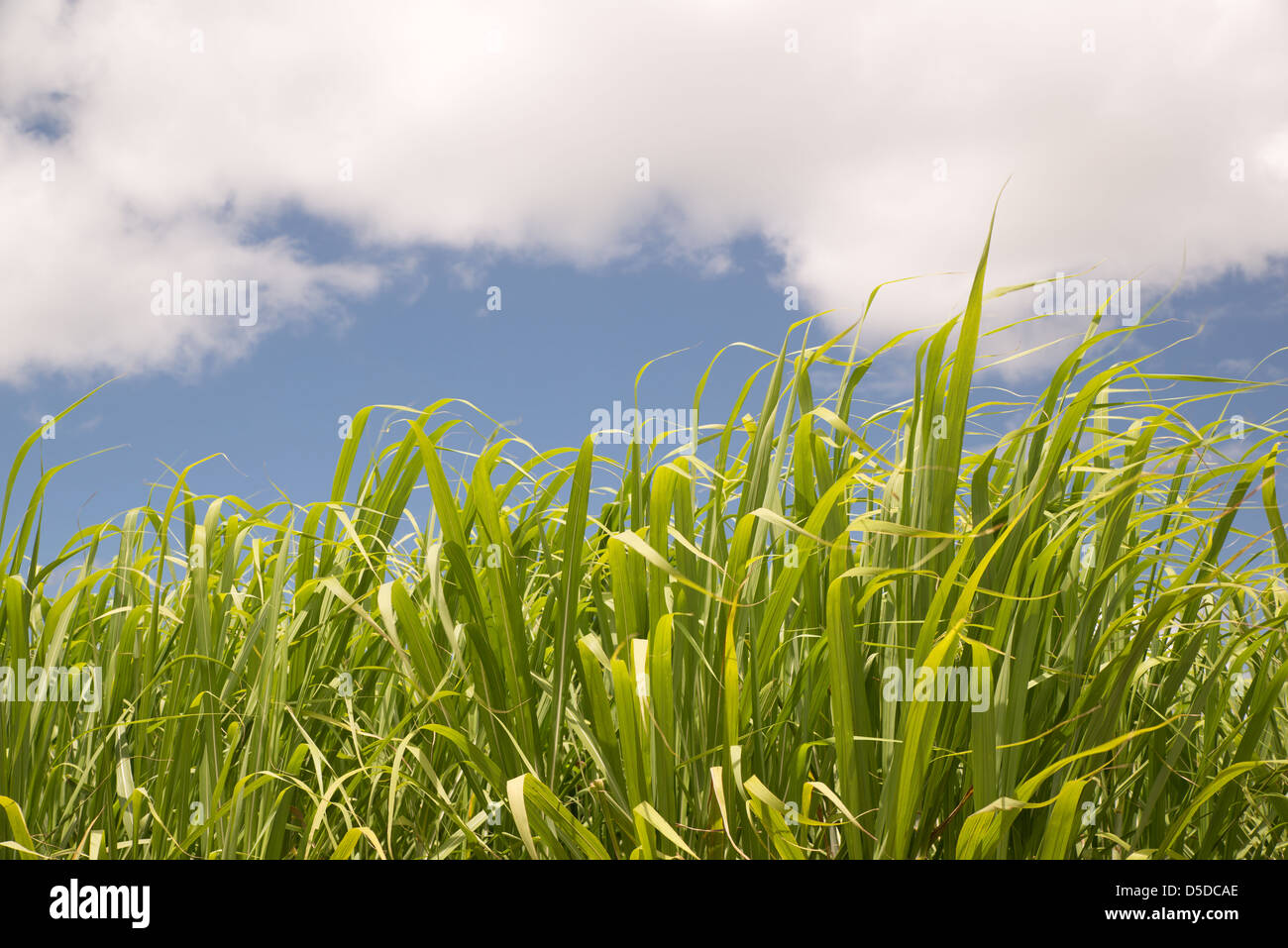 sugar cane field in North Queensland, Australia Stock Photo - Alamy
